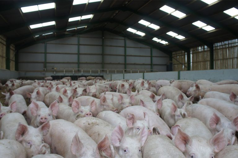 Steel Frame Buildings Designed for Pig Farming - Fowler & Gilbert