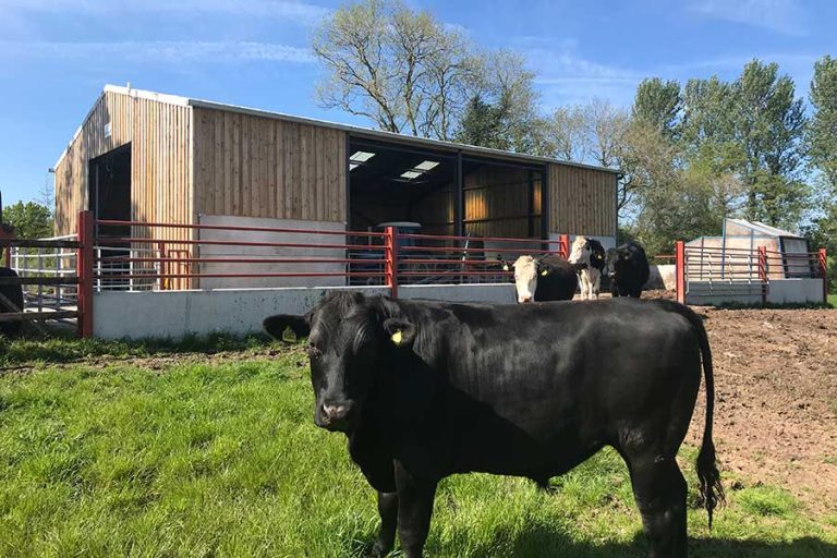 Steel Frame Buildings for Livestock Farming - Fowler & Gilbert