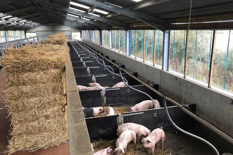 Tips to consider when designing a steel-framed pig building - Fowler ...