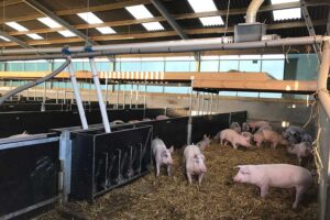 Steel Frame Buildings Designed for Pig Farming - Fowler & Gilbert