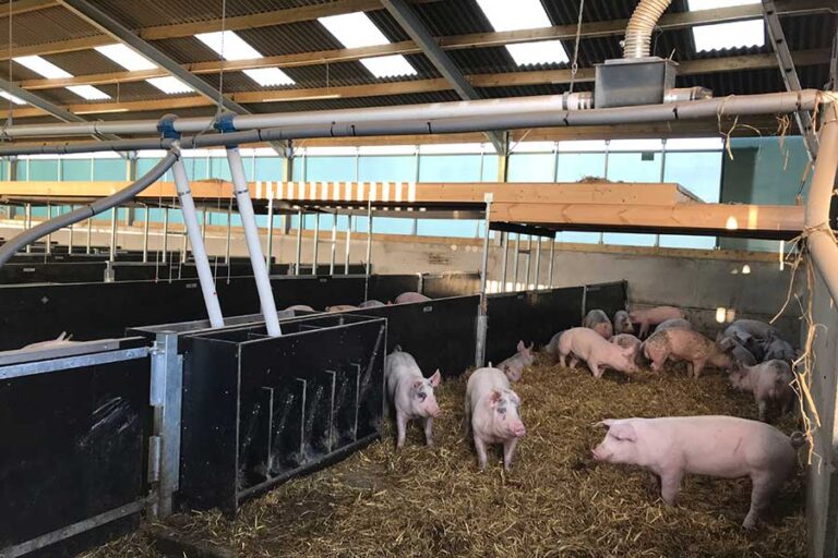 Steel Frame Buildings Designed for Pig Farming - Fowler & Gilbert