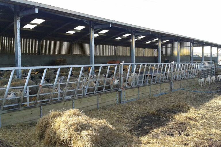 Steel Buildings for Lambing and Sheep Farming - Fowler & Gilbert